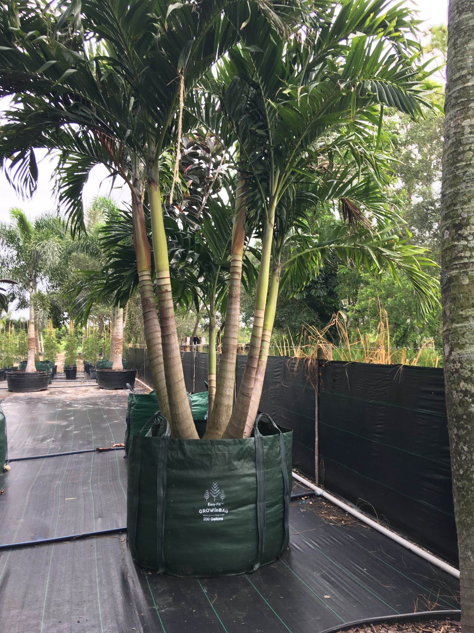 Premium Palms, Superior Roots: A Modern Growing Solution with GrowinBag ...